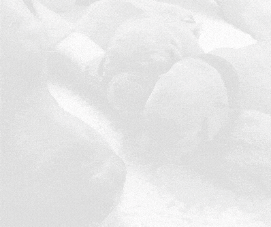 Project 2 Heal Announces 2022 Putt for Pups Charity Golf Tournament!