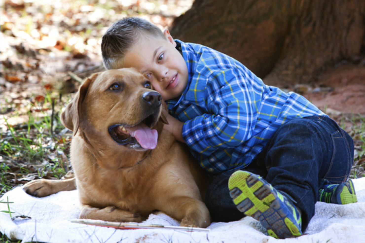 5 Biggest Benefits of a Labrador Retriever for Service Work VS Other ...