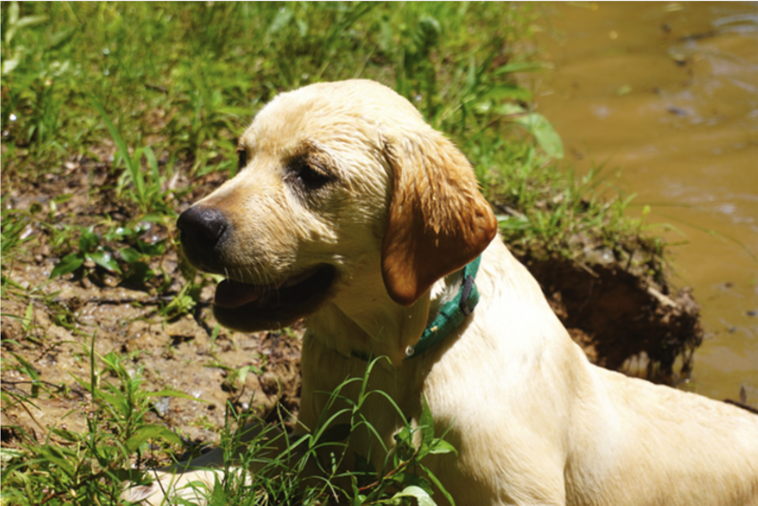 5 Biggest Benefits of a Labrador Retriever for Service Work VS Other ...